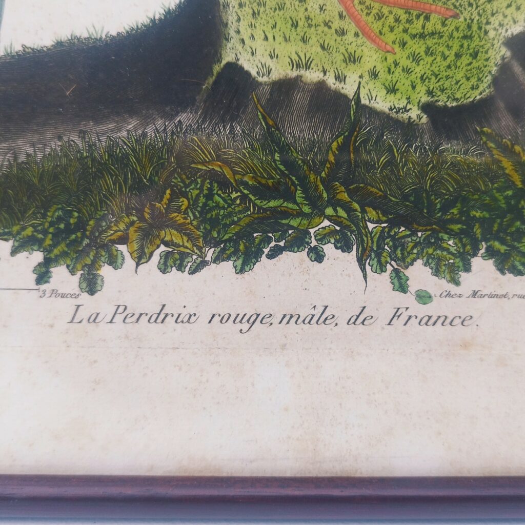 Gravure perdrix rouge , oiseau, XVIII ème, F. Martinet - Acolytes Antique